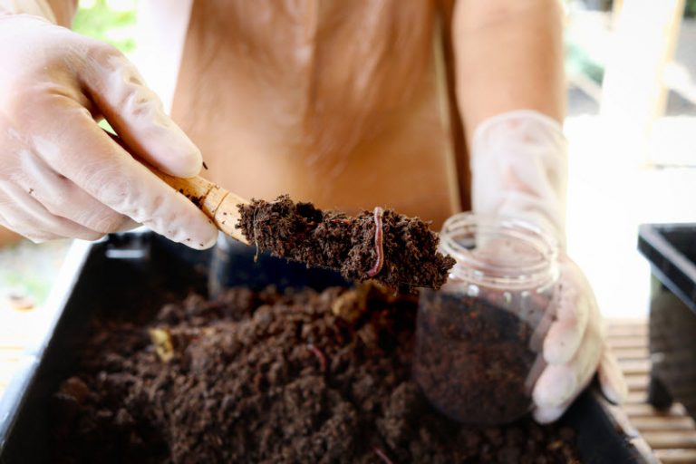 What is Vermicomposting? A Beginner's Guide to Worm Composting What is Vermicomposting? A Beginner's Guide to Worm Composting