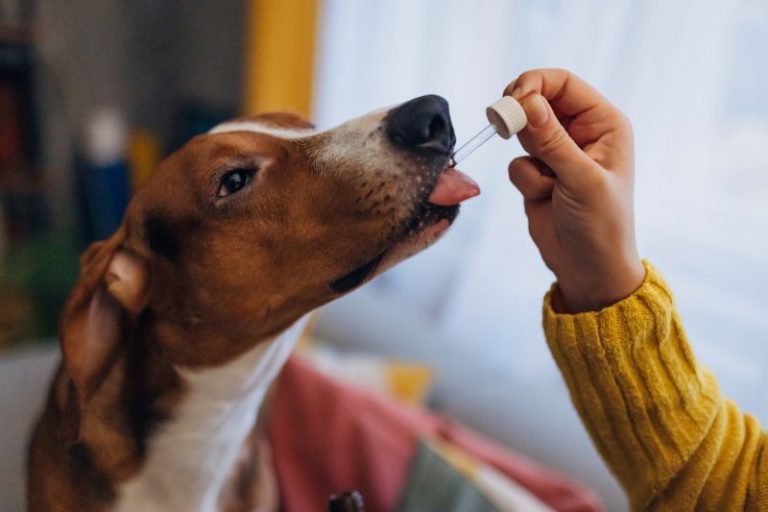 The Ultimate Guide: Best Probiotics for Dogs