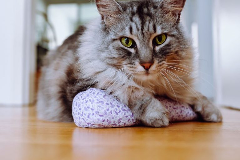 How to Make Catnip Toys for Your Feline Friends